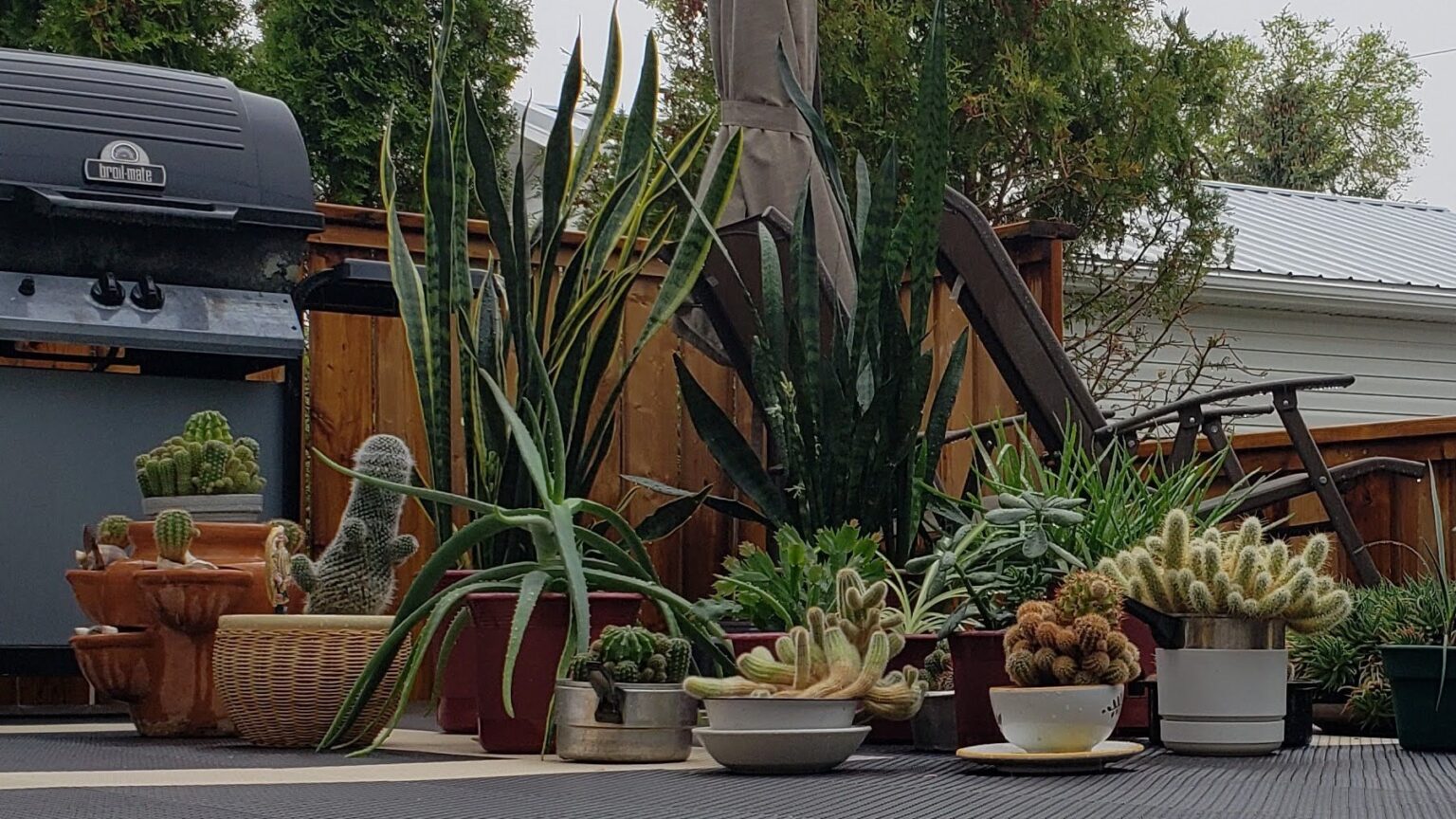 A Gentle Rain | Through a Naturist Lens